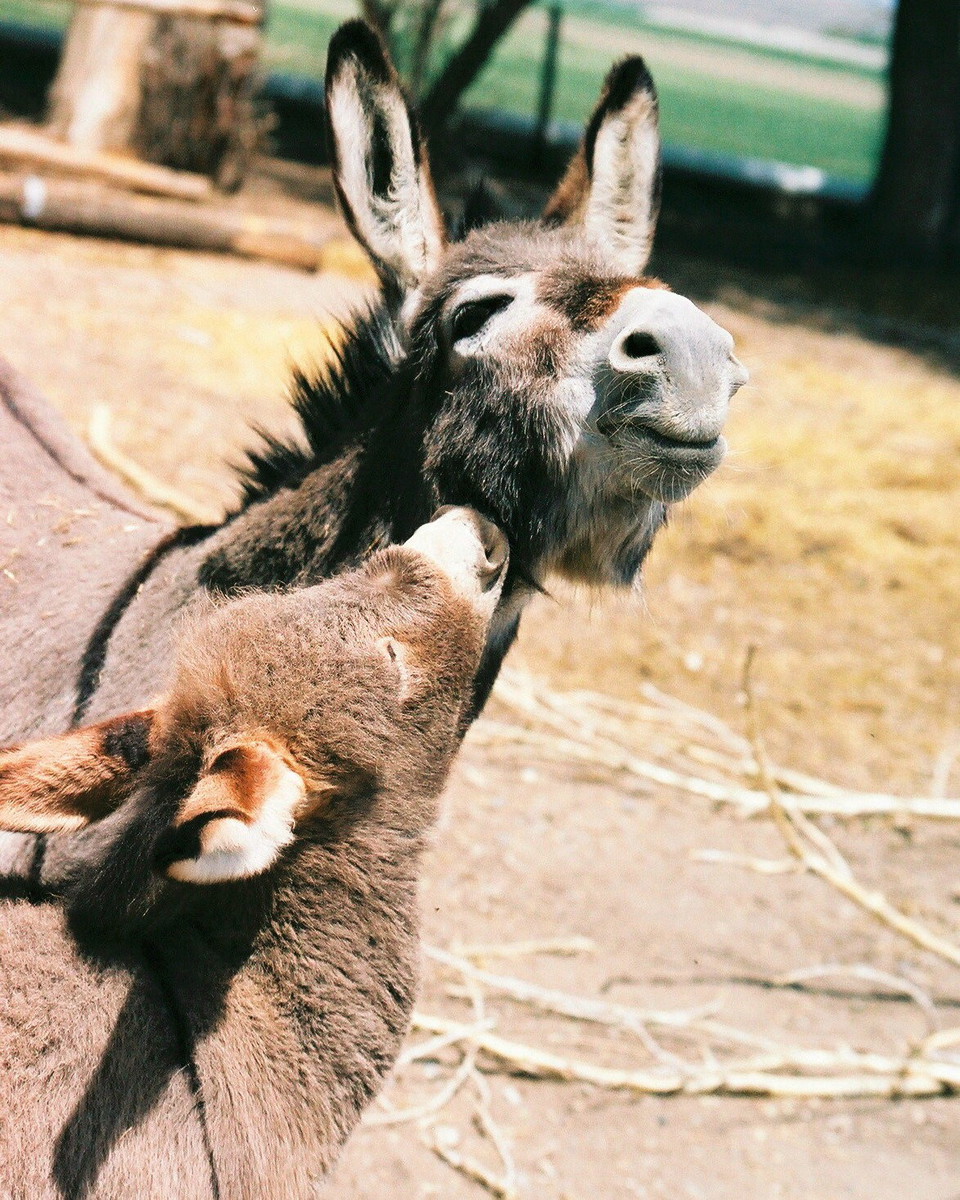 3a Donkeys Love Their Peanuts LOW Horn Version - Reward Music